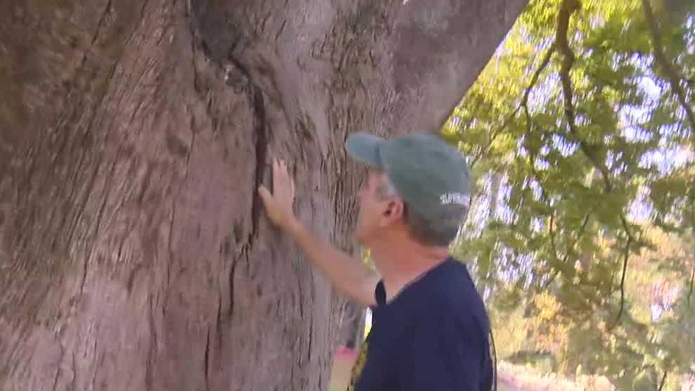 Beloved tree in UC Davis Arboretum to be removed