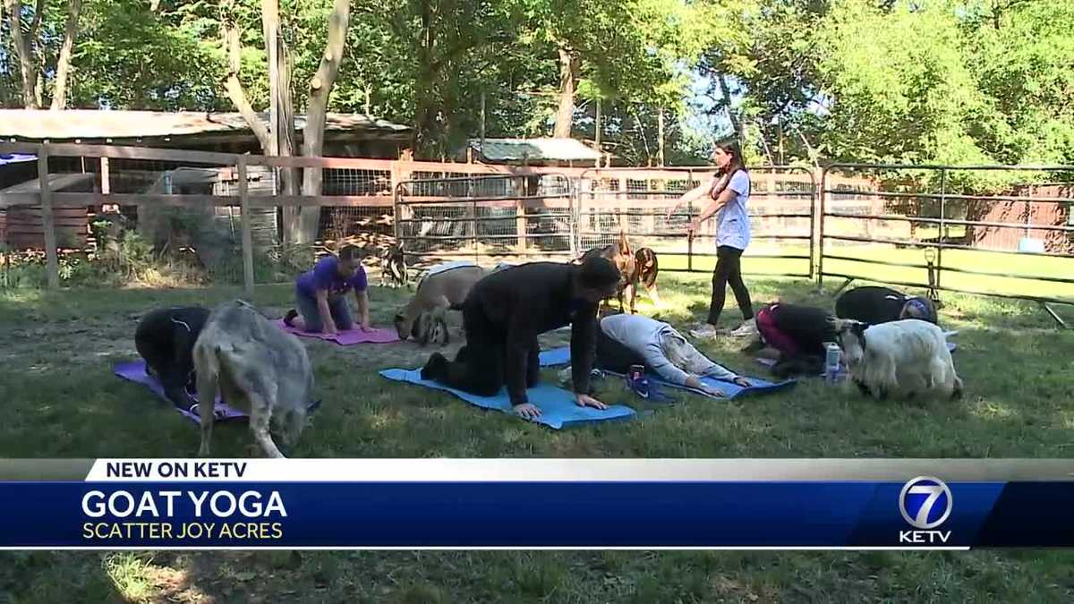 Meditation Goat Yoga