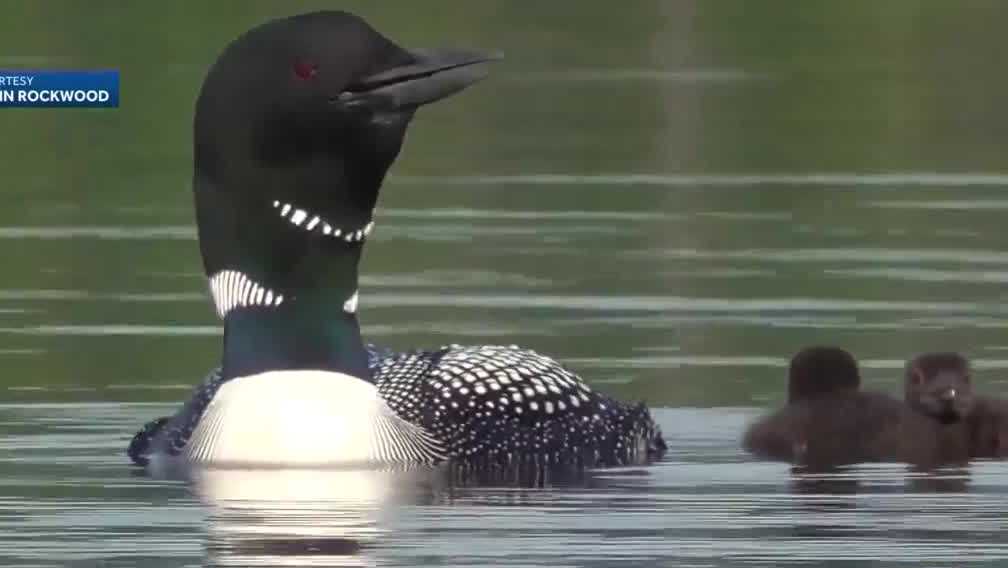 Maine common loon population dips for a second year