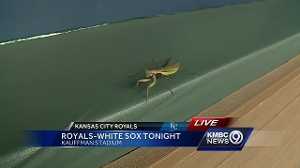 Is a praying mantis behind the Royals recent rally?