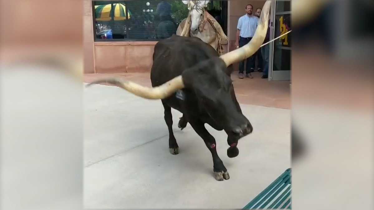 WATCH: Loose longhorn steer lassoed after running through building