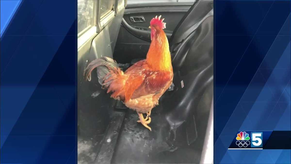 Why did the rooster cross the road in St. Albans?