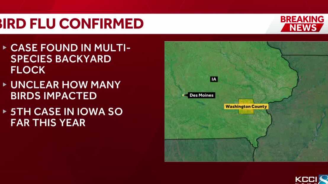 Bird flu in Iowa: Case confirmed in eastern Iowa backyard flock