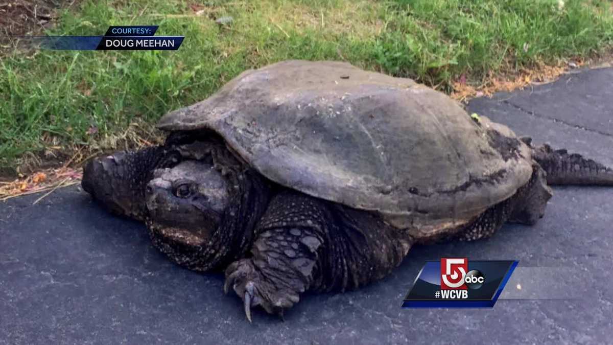 WCVB's Doug Meehan tells us about his encounter with huge turtle