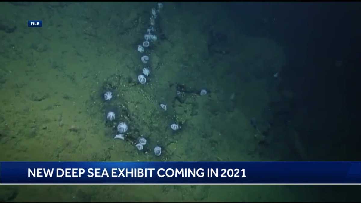 Monterey Bay Aquarium working on new deep sea exhibit