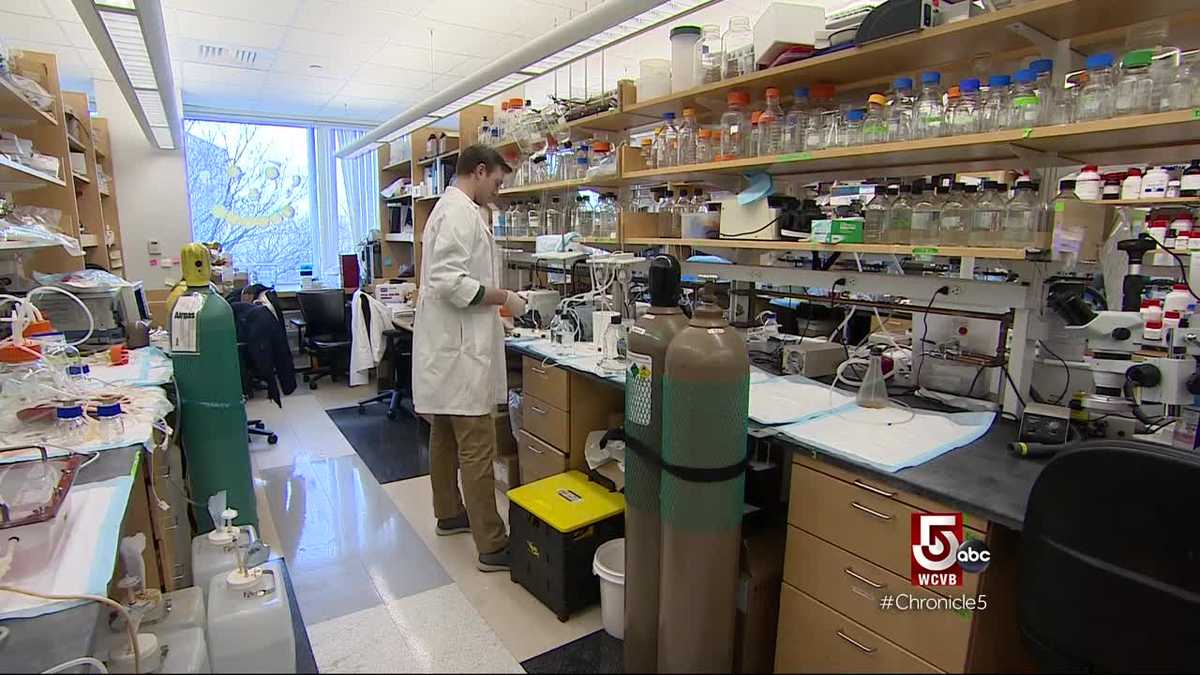 Engineering organs on-demand