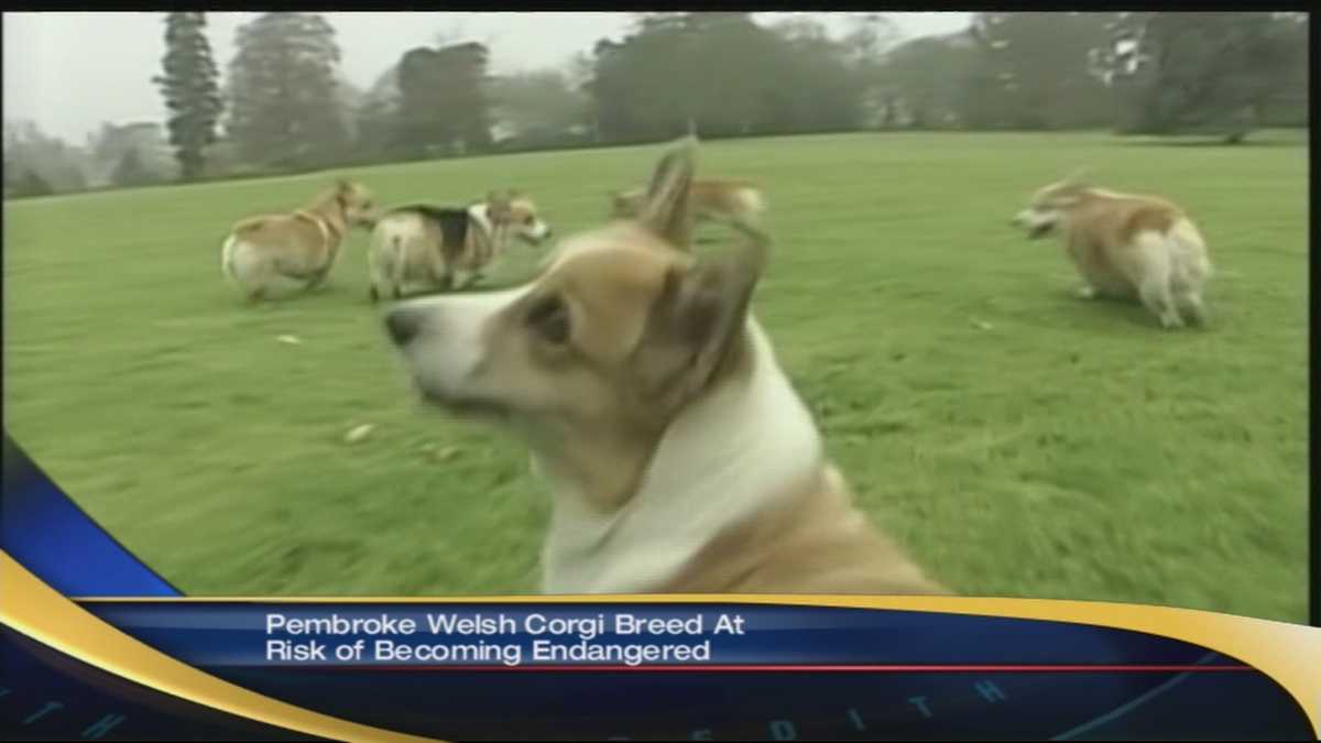 Pembroke welsh corgi breed in danger of becoming extinct
