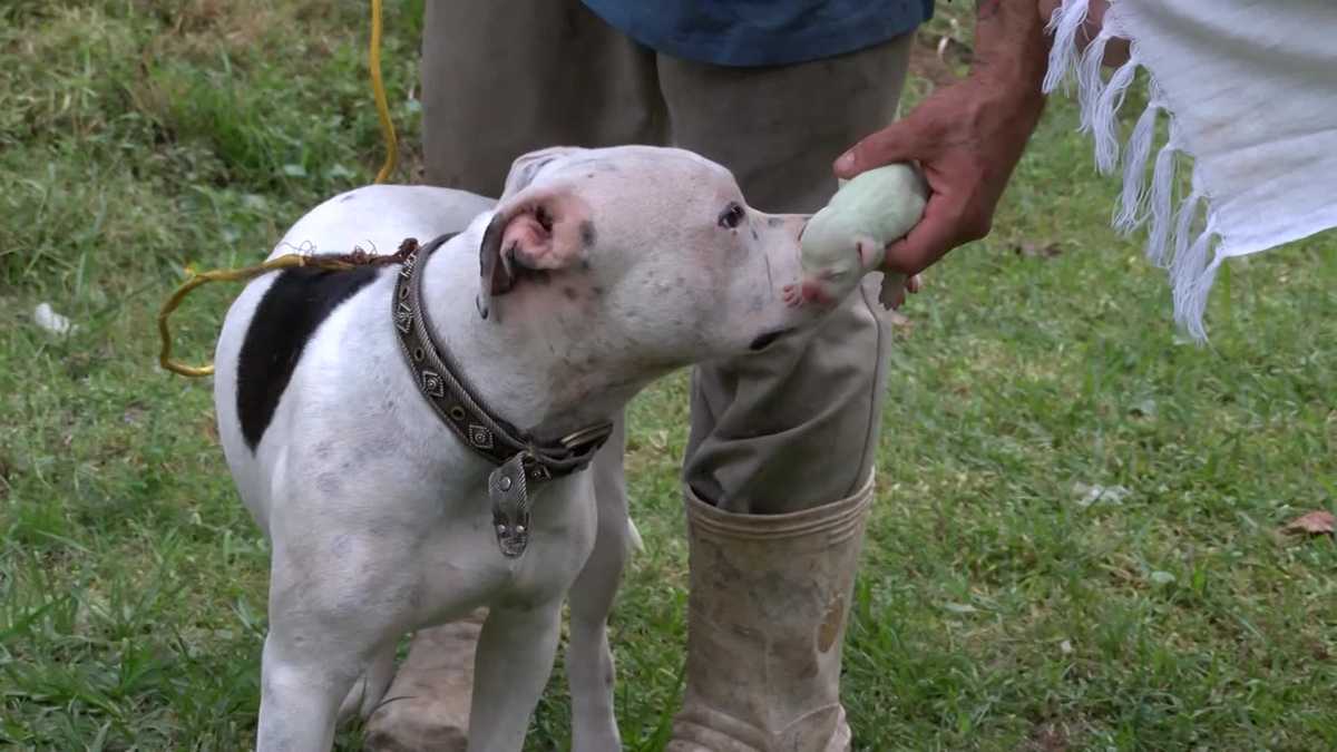 Pit Bull gives birth to green puppy named Fiona