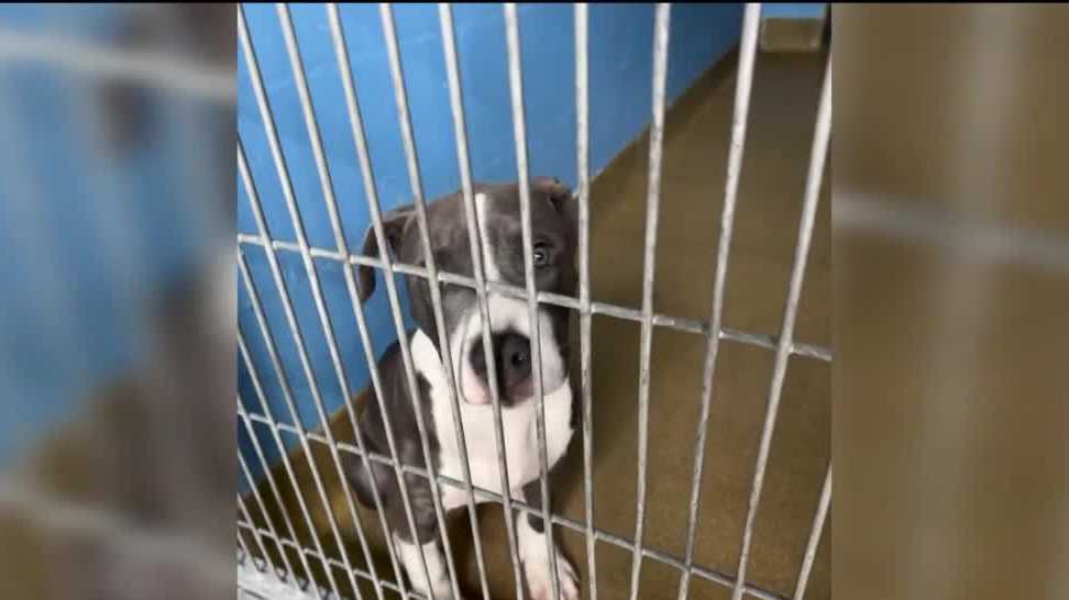 Florida dog had to be put down after being dragged: Sheriff