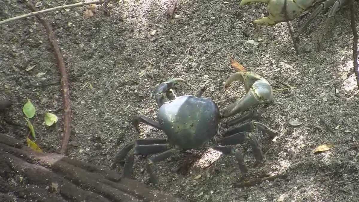 Giant land crabs more active during late summer, early fall