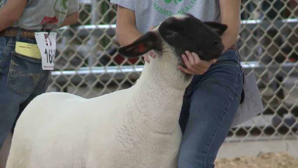 Iowa State Fair 2024 4-H sheep show takes center stage
