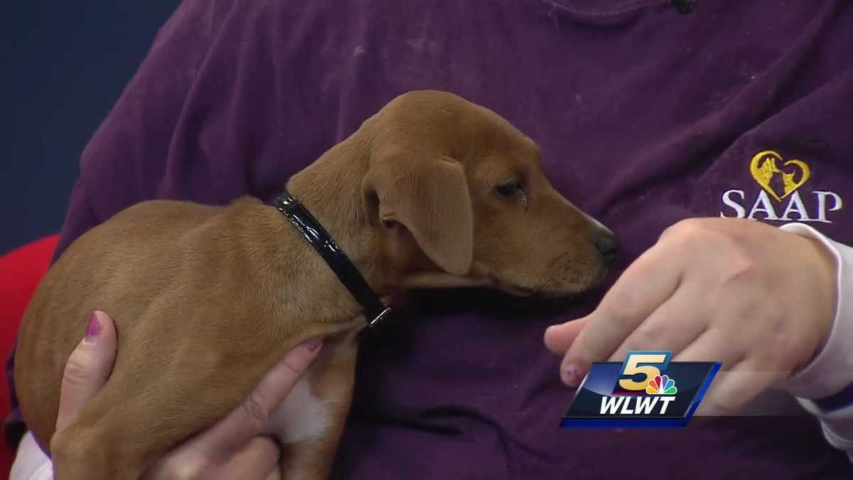 SAAP animals up for adoption