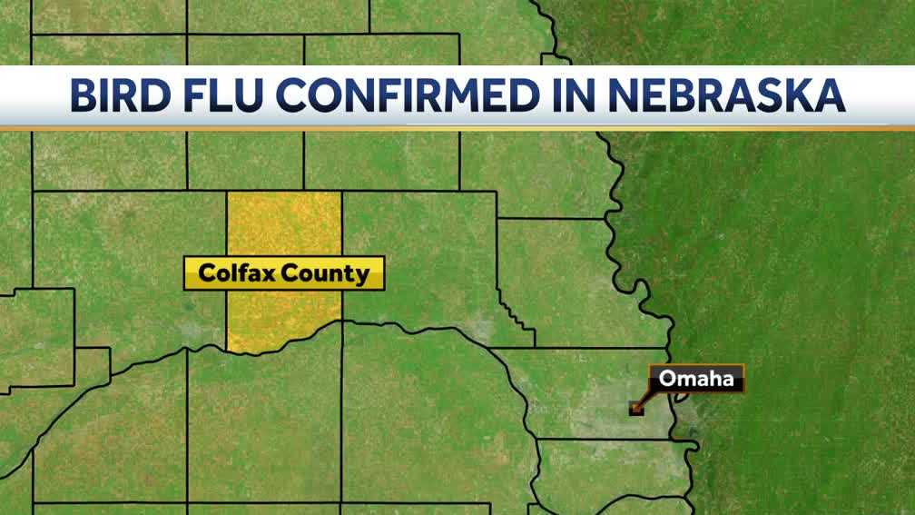 Nebraska case of bird flu confirmed in small backyard flock