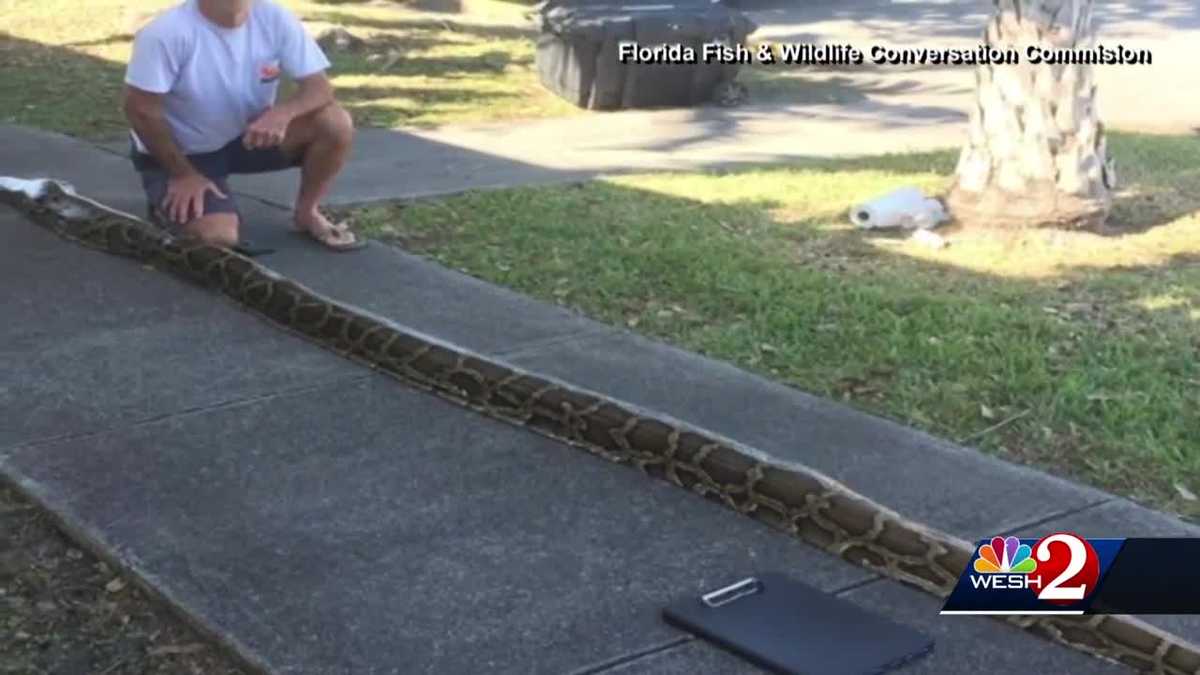 Massive 18-foot python captured by Winter Park man