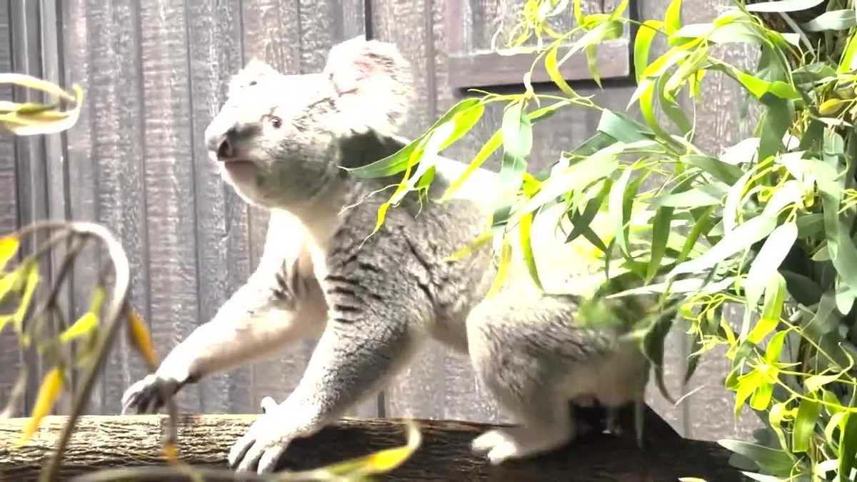 WATCH: Koalas take airplane to Louisville, settle into new home at the zoo