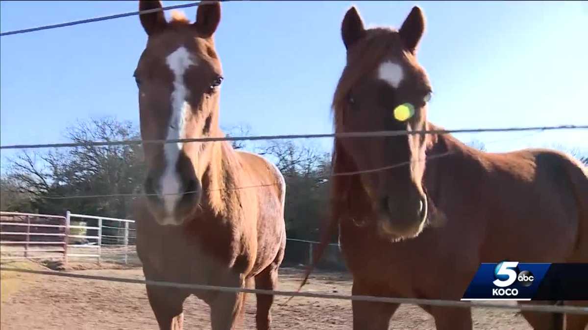 Metro horse rescue in need of help as adoptions, funds are low