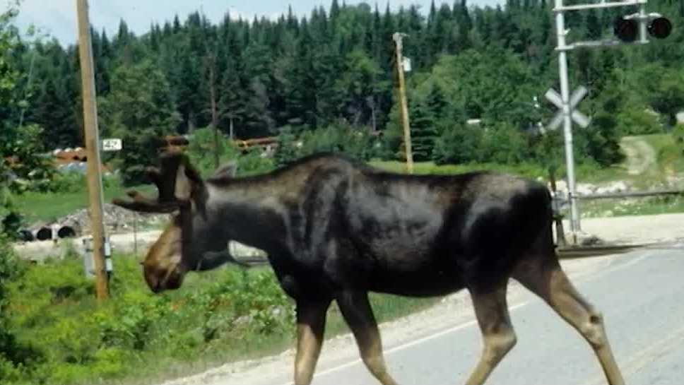 Moose on the move: drivers urged to stay alert to avoid crashes