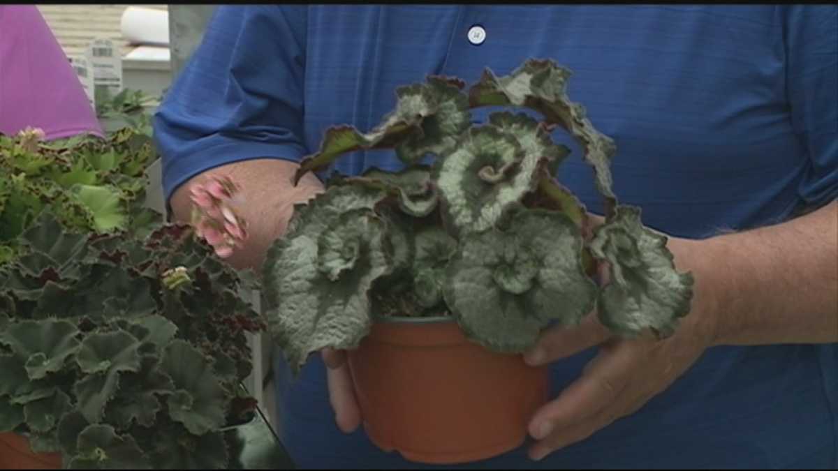 Grow it Green: Impatient for impatiens