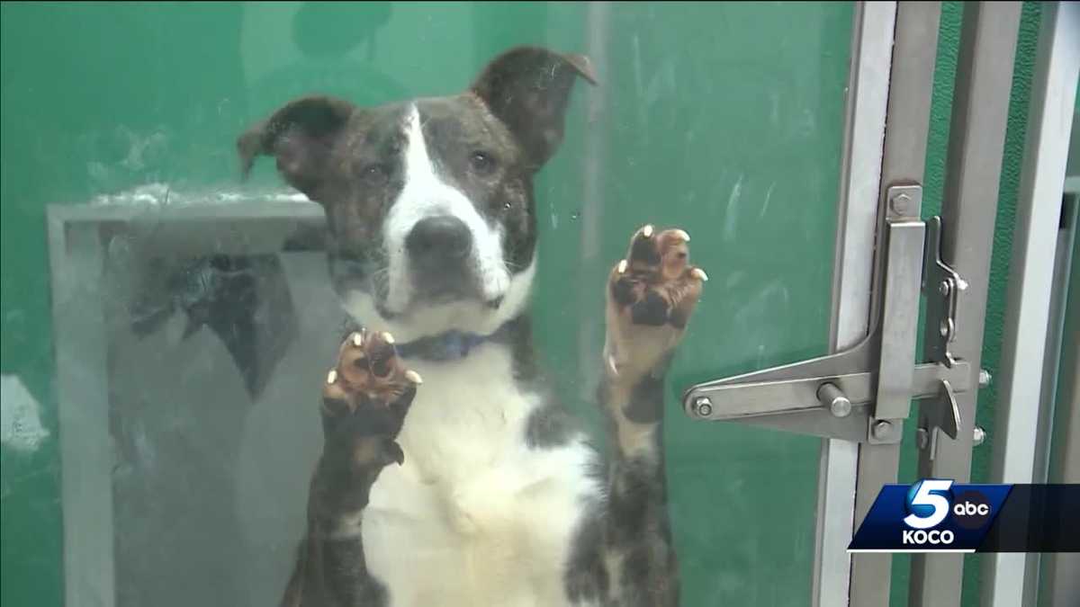 OKC Animal Welfare approaches one month since closing