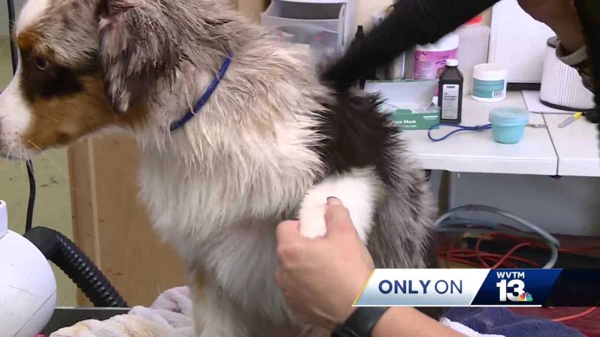 Birmingham dog groomer overcomes homelessness and coronavirus closures