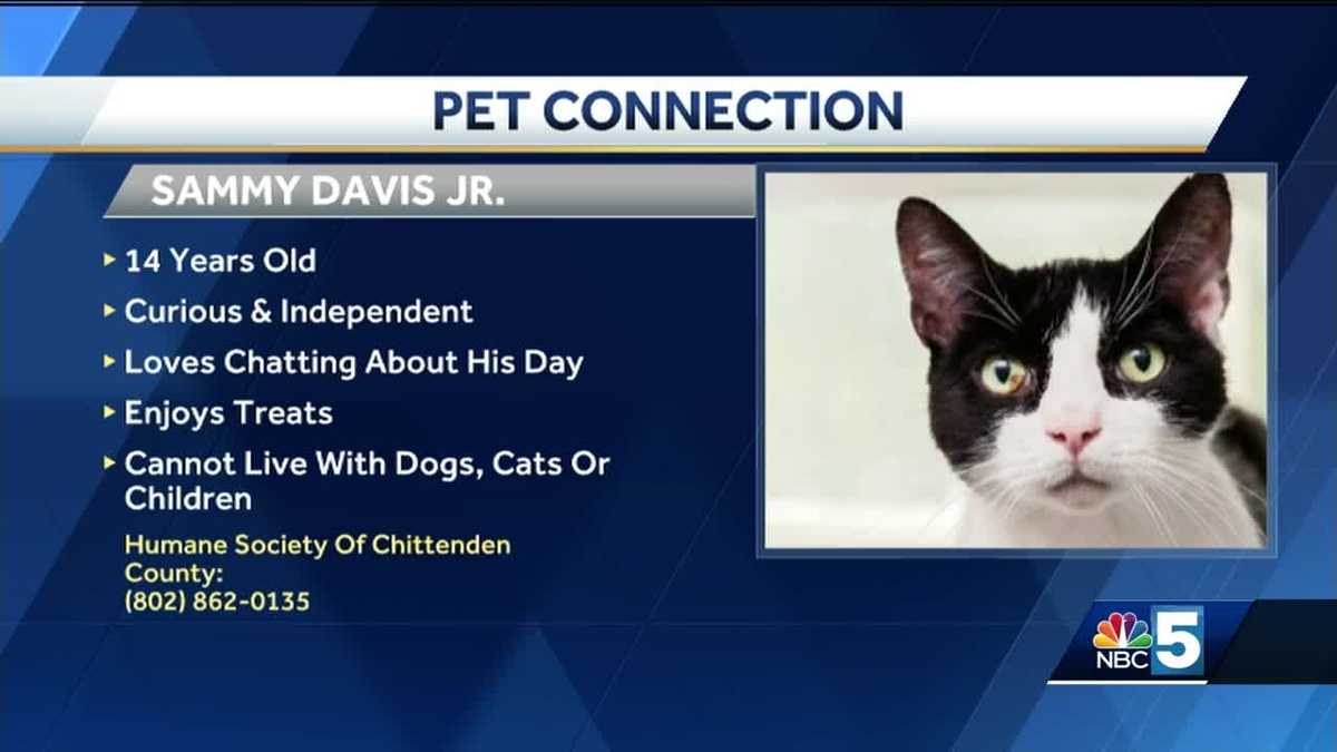 Pet Connection: 11-1-18