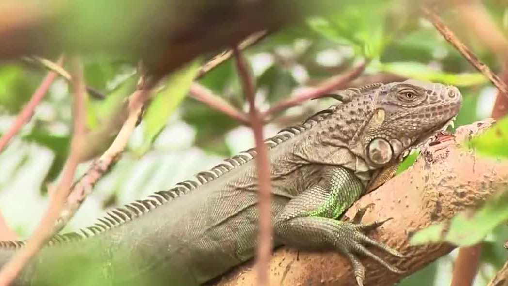 Cold-stunned iguanas prompt FWC removal order in Florida