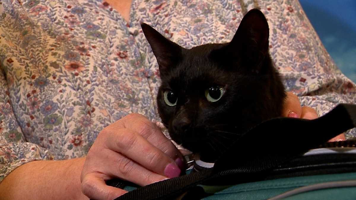 'Rowdy' the cat reunited with owner after 3 week adventure at Boston's ...