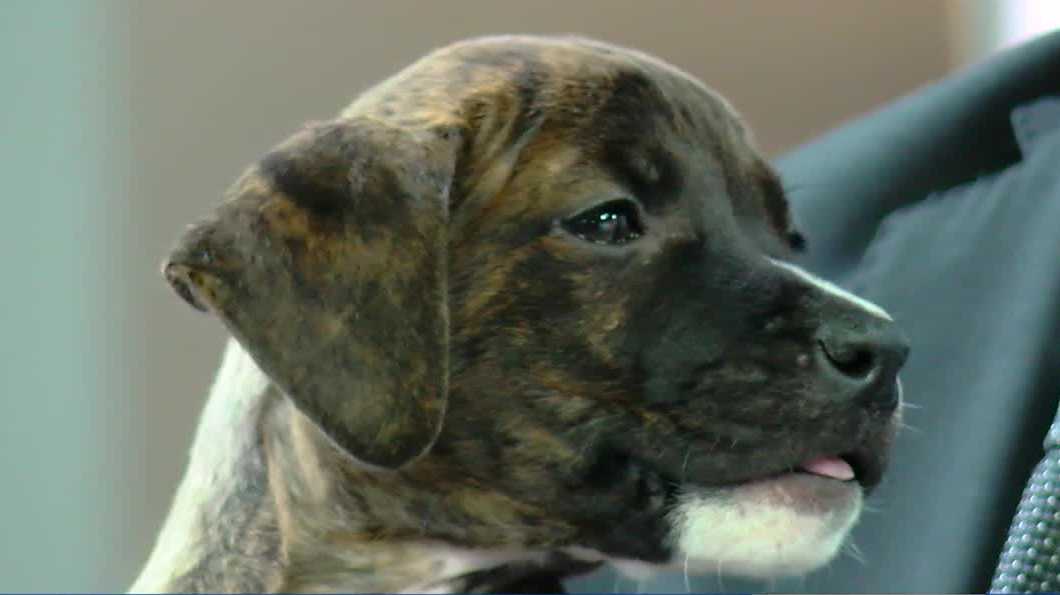 'Mutts & Meows' with the Gulf Coast Humane Society: Meet Abigail and Maru