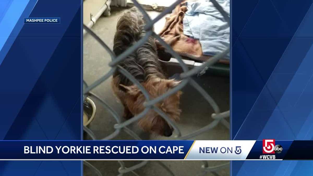 Blind Yorkie found wandering in traffic