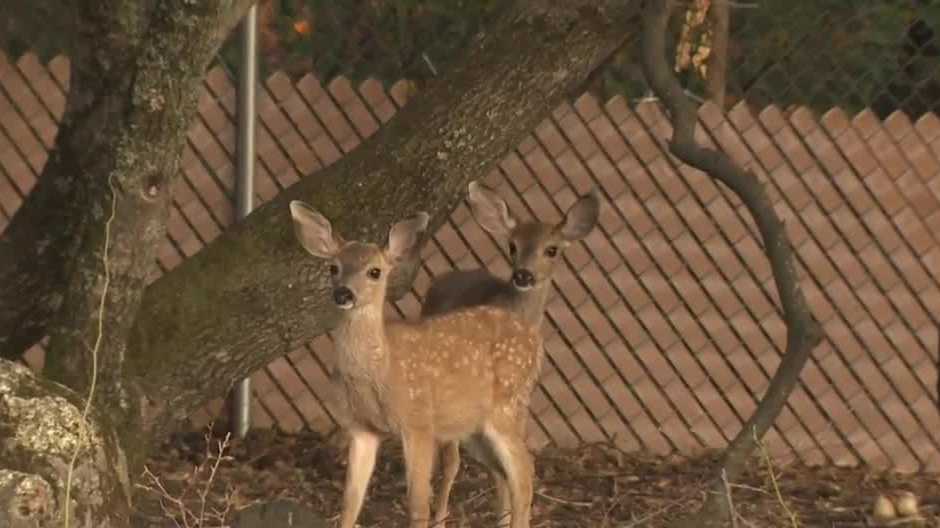 Expert: Deer are dying on fencing in El Dorado County