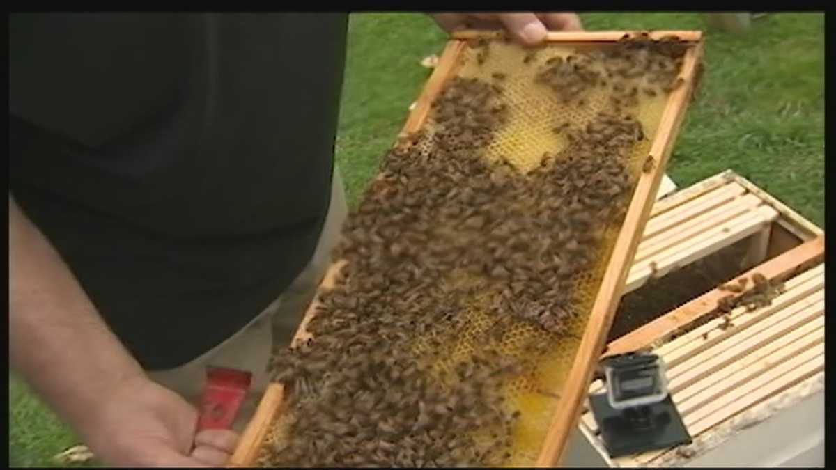 Michelle Wright's new hobby: Beekeeping