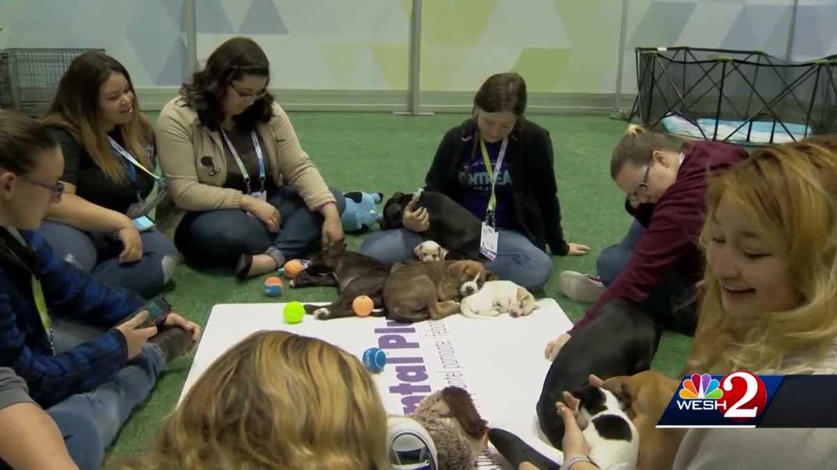 Expo for veterinary care shows off latest in pet medicine, treatments
