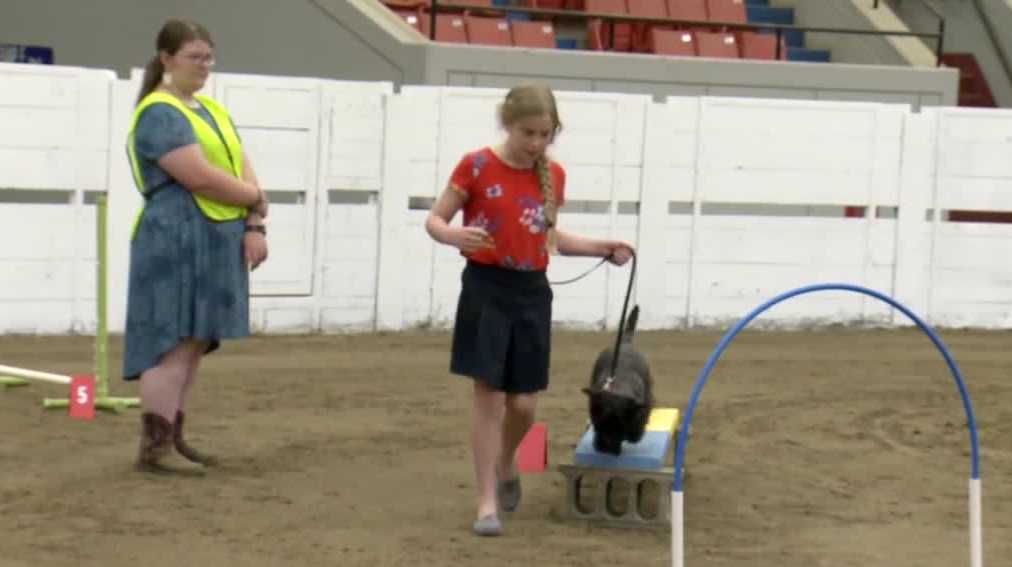 Kentucky's youngest dog handlers show what they've learned in 4-H