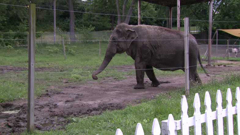 Elephant escapes from enclosure at circus, takes show on the road