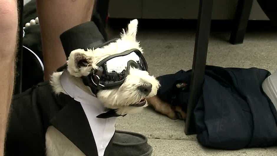 Shelter dogs walk the runway at the 'Rescues and Roses' fashion show in ...