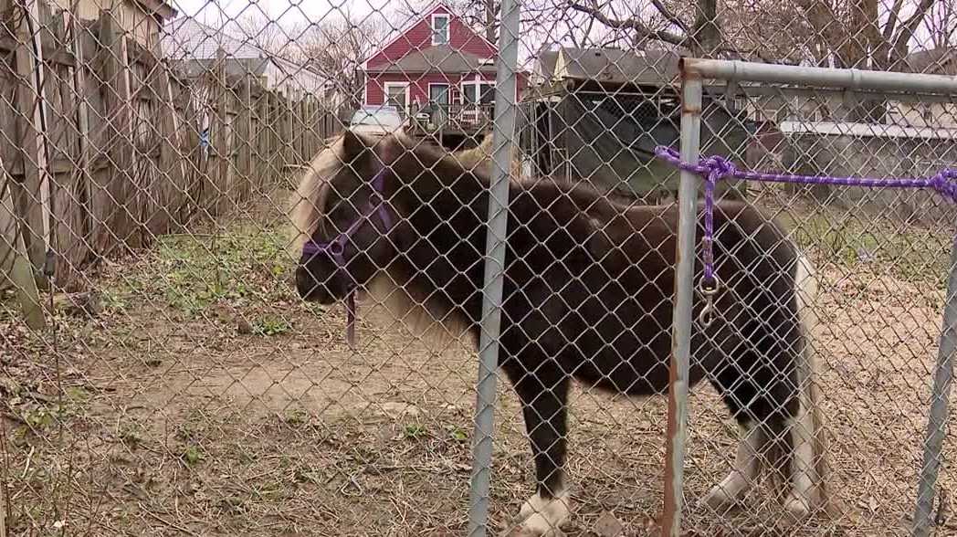 Louisville woman wins legal battle to keep miniature horse