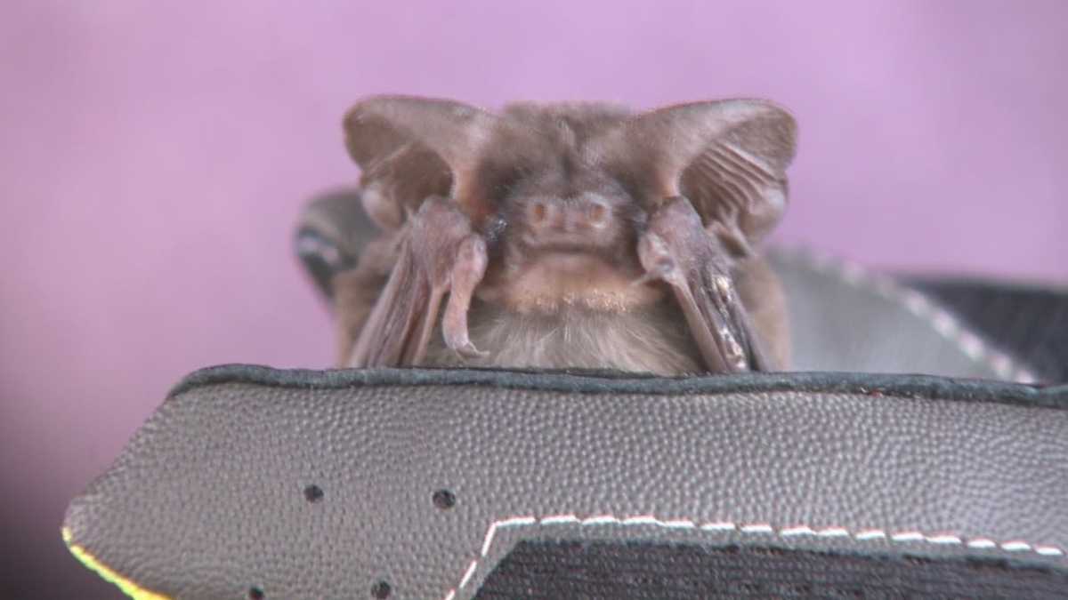 Emaciated, dehydrated bats spotted in NorCal