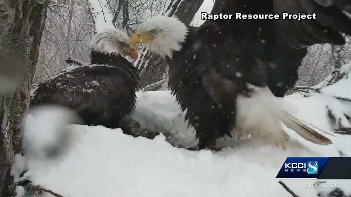Missing Decorah eagle has bird watchers concerned