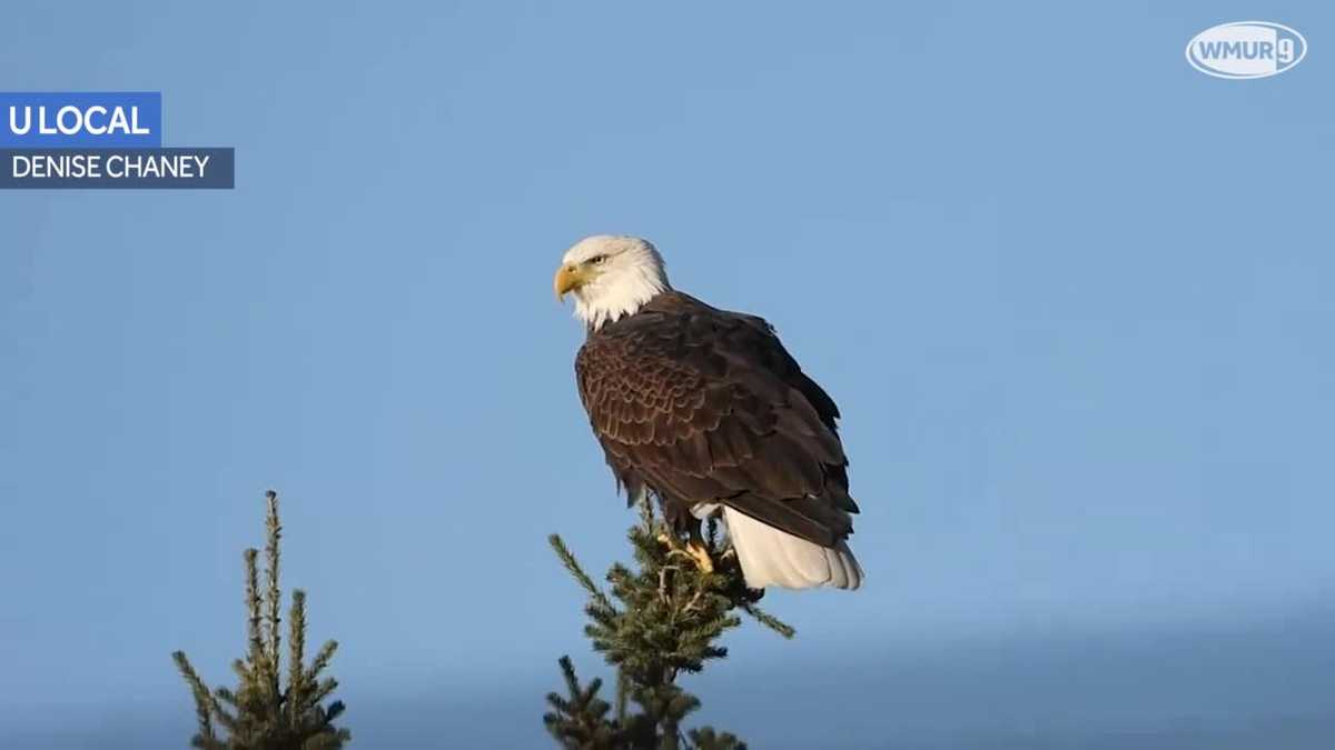 Video: Bald eagle perches on tree in Manchester, NH