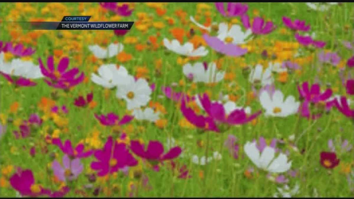 Councilor initiates wild flower beautification project