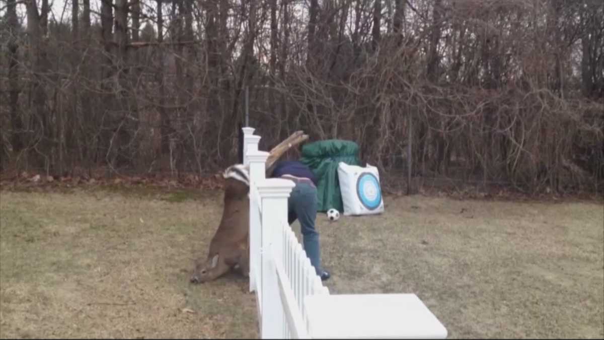 Deer freed after getting stuck in fence