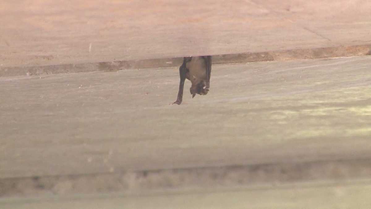 Bats in Davis test positive for rabies