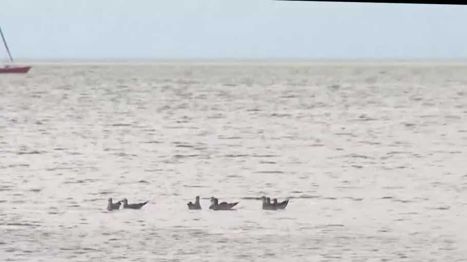 Red tide detected along Collier County beaches