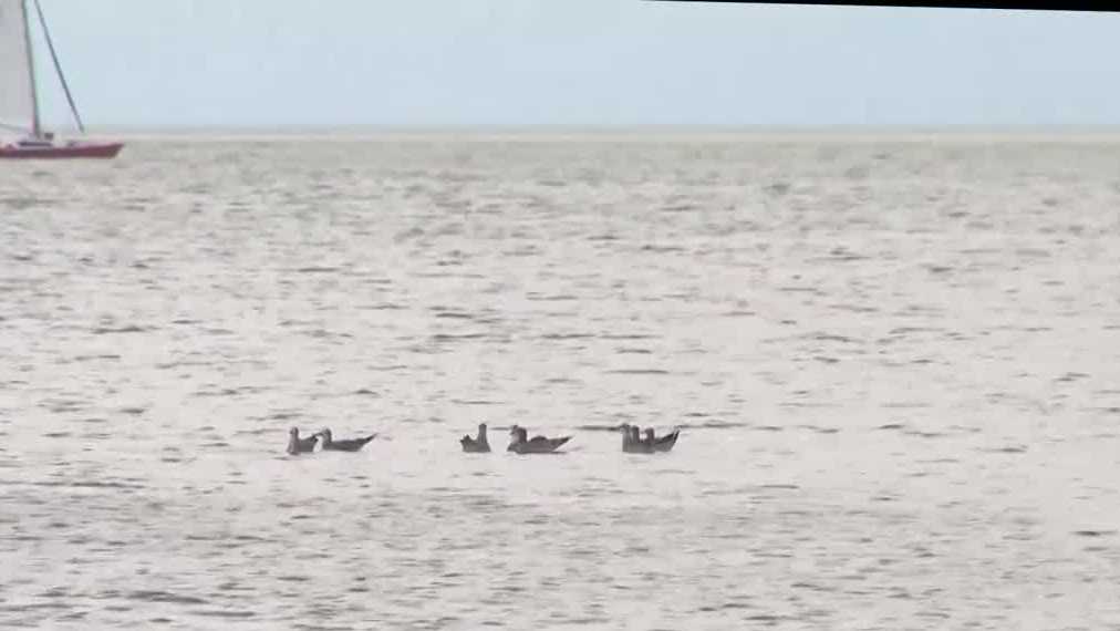 Health officials urge caution as red tide impacts area near Naples Pier