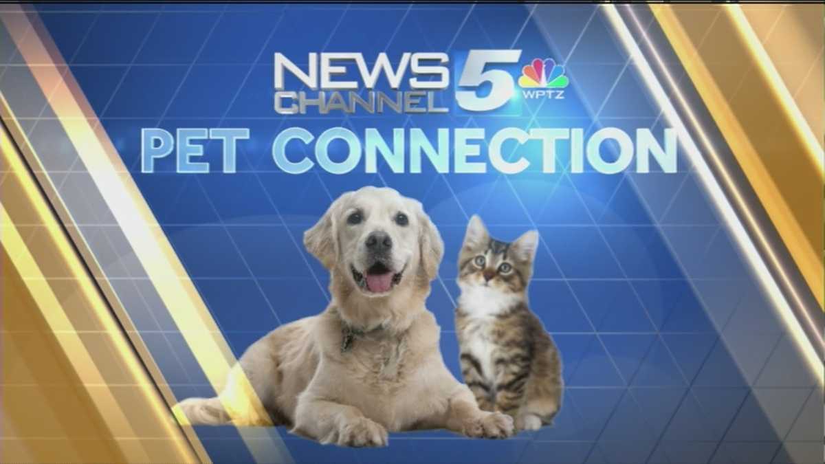 Pet Connection: Pets, young and old, in need of forever homes