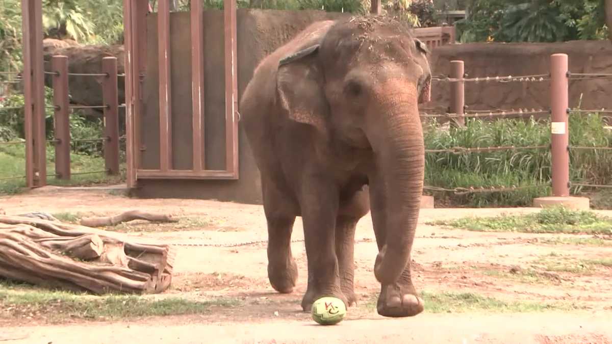 WATCH: Elephant predicts Super Bowl winner