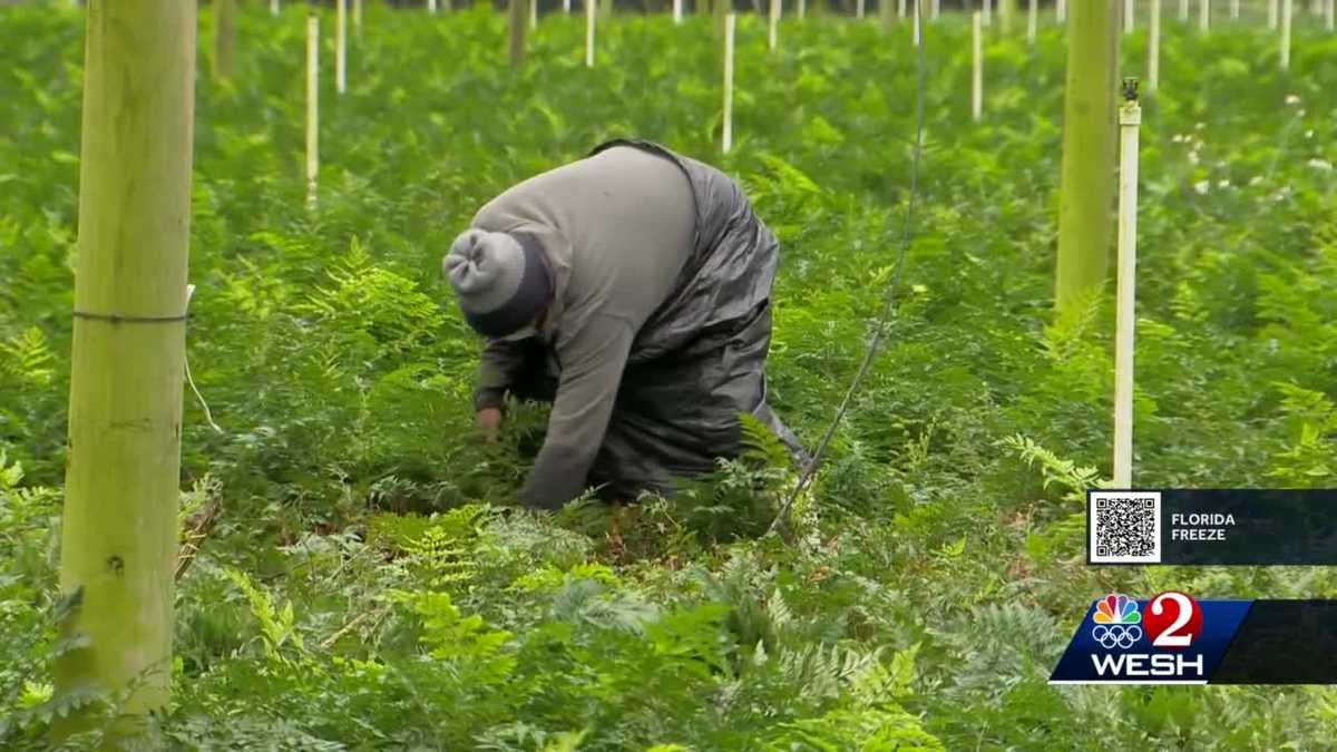 FL fern farmers protecting crops ahead of freezing temperatures