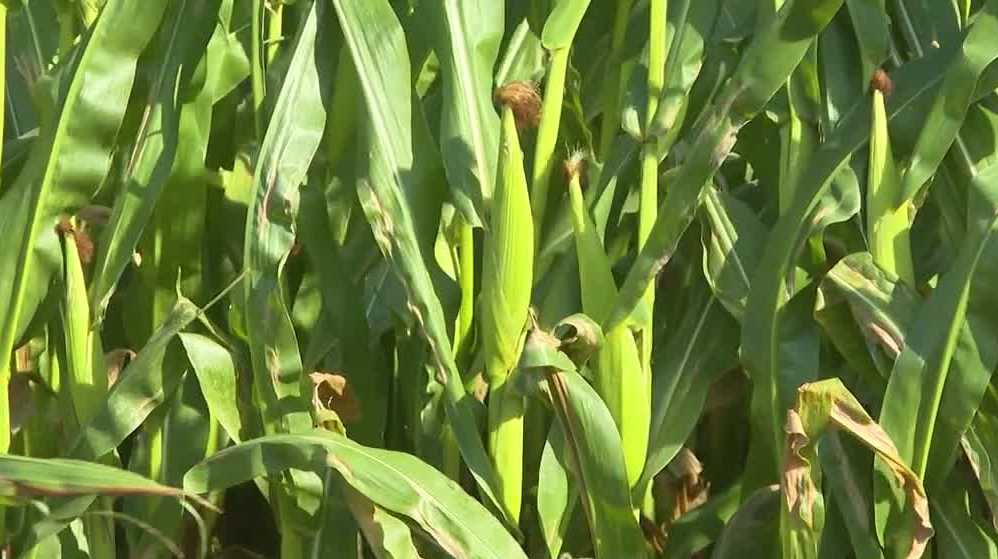 Iowa farmers battle southern rust cutting into corn crop