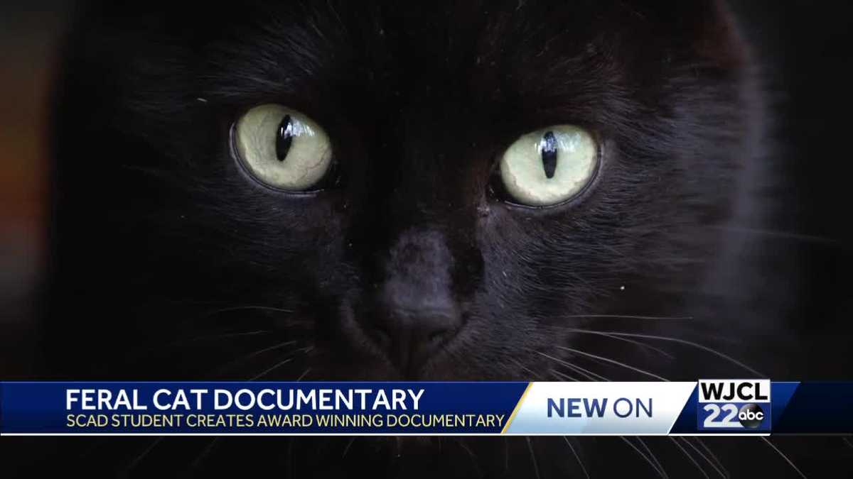 Savannah:n SCAD student creates documentary about feral cats