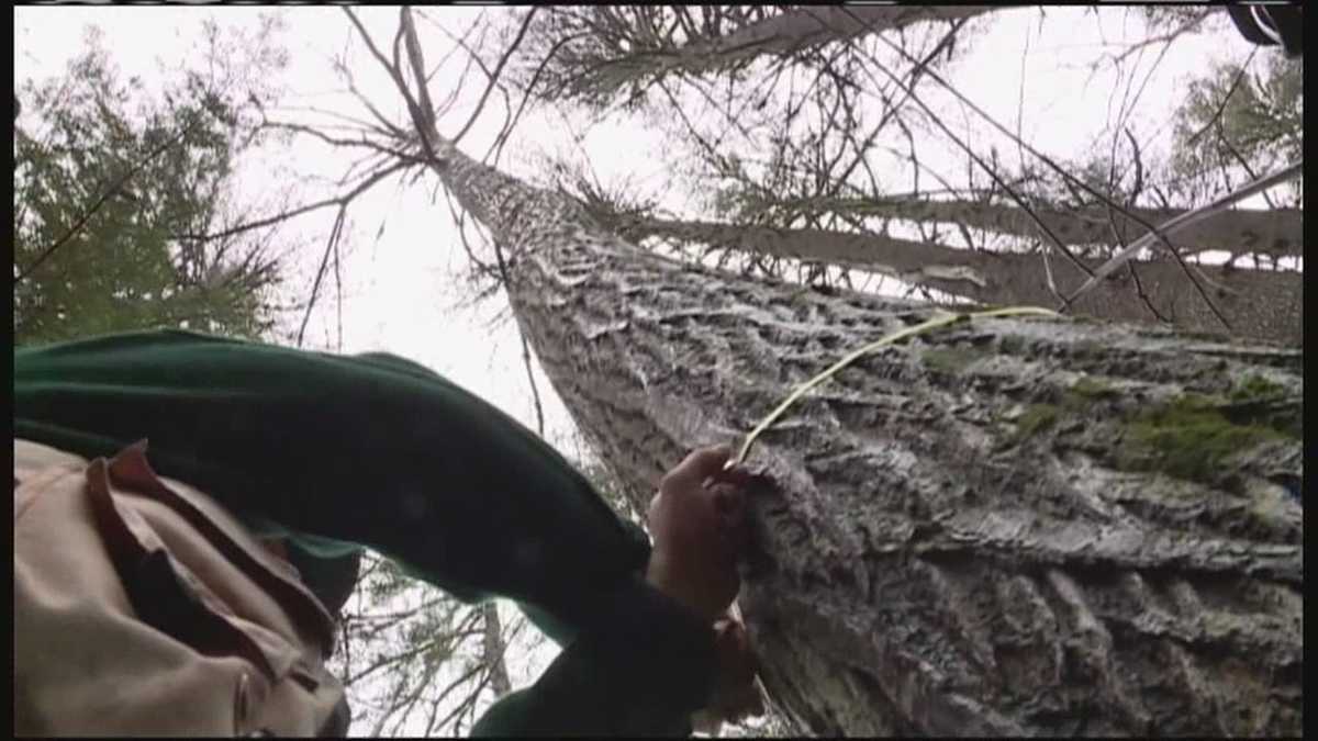 Tallest Chestnut tree in the the Americas located in Maine